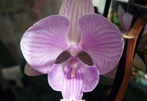 Орхидея фаленопсис биглип Manta breathe