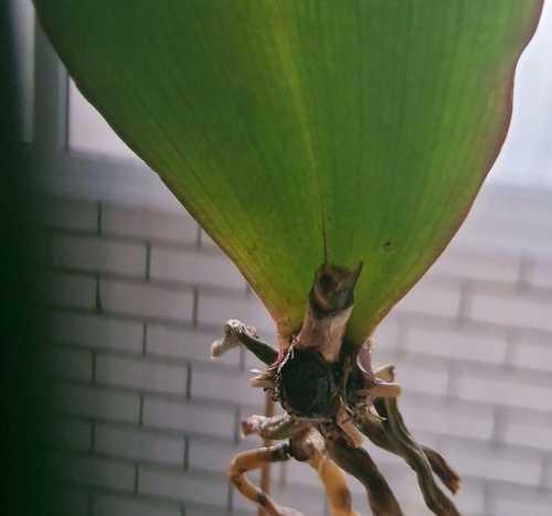 Орхидея на реанимацию в дар