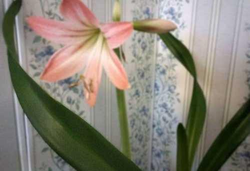 Комнатный цветок Гипераструм