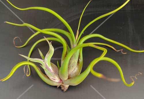 Тилландсия caput meduza флорариумное растение