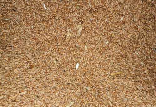 Семена пшеницы гонец рс 1