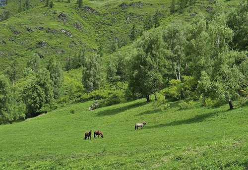 Аренда кемпинга Горный Алтай