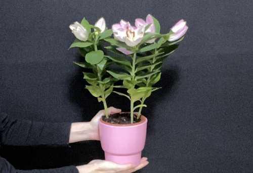 Лилия Азиатская розовая 12/38 Lilium Asiaticus