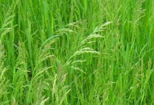 Мятлик луговой(низкорослая газонная трава)