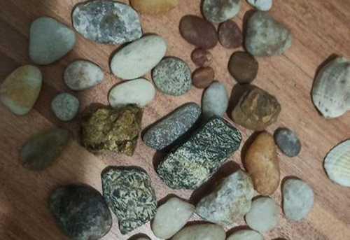 Камни для флорариума декора