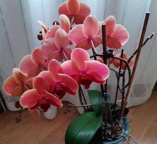Орхидея фаленопсис. Детки