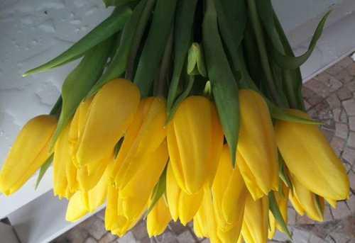 Цветы Тюльпаны оптом и в розницу к 8 марта