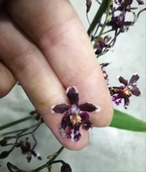 Онцидиум гибрид орхидея