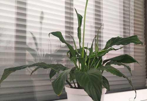 Спатифиллум цветущее растение с фото с горшком