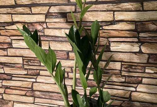 Замиокулькас zamiifolia
