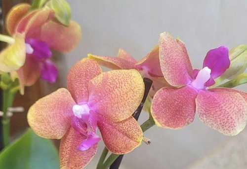 Орхидея фаленопсис. Бронзовый Будда