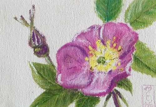 Картина пастель на холсте цветы Шиповник