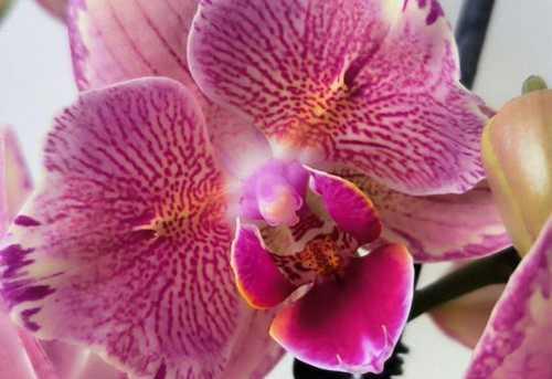 Орхидея фаленопсис бабочка Pirate Picotee