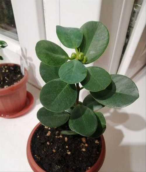 Фикус Панда Ficus Retusa cv. Panda