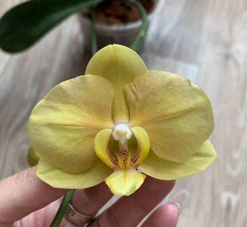 Орхидея Карина/африканский закат