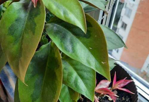 Переския годсефа-листовой кактус