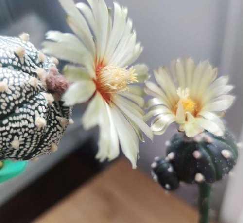 Кактус Астрофитум Astrophytum asterias Purple skin