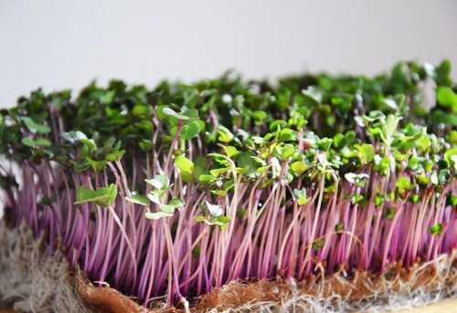 Семена микрозелени Кольраби Фиолетово-пурпурный