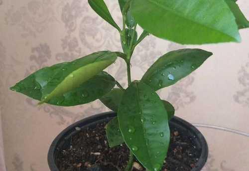 Цитрусовое растение