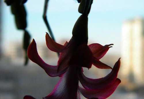 Цветок Декабрист (Шлюмбергера)