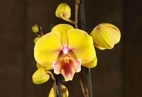 Орхидея Фаленопсис Биг Лип Ноа 2 ст