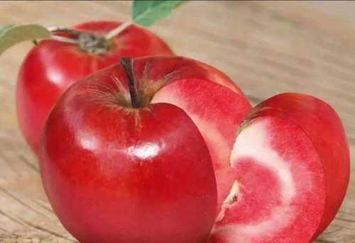 Красномясая яблоня Ред Кетти (саженцы)