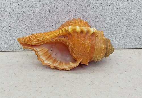 Циматиум Пурам 10,6 морская ракушка раковина