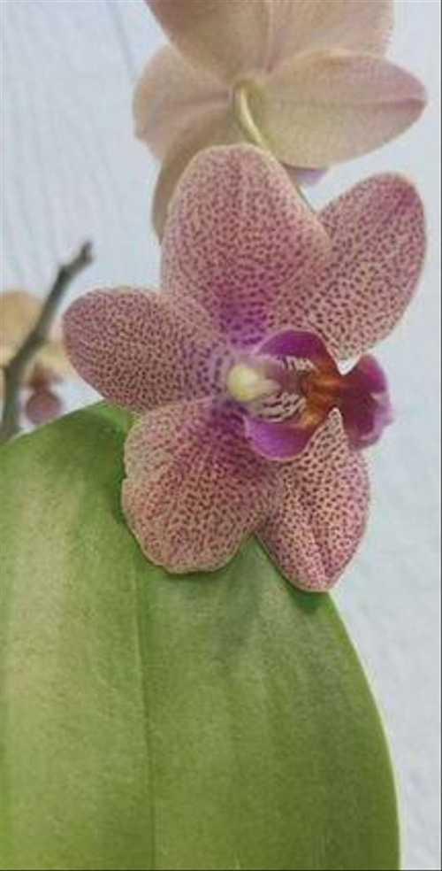 Орхидея фаленопсис "Sunset Love'