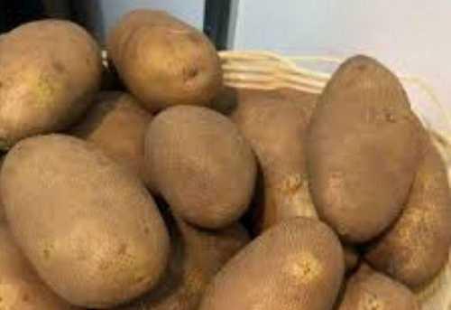 Семенной картофель Инноватор