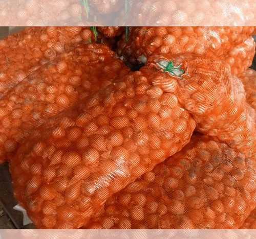 Лук на перо стардаст