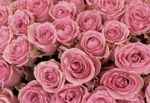 101 Роза Цветы Букеты 25 51 151 201 Розы Доставка