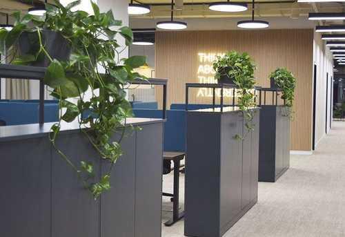 Озеленение офиса, растения для офиса