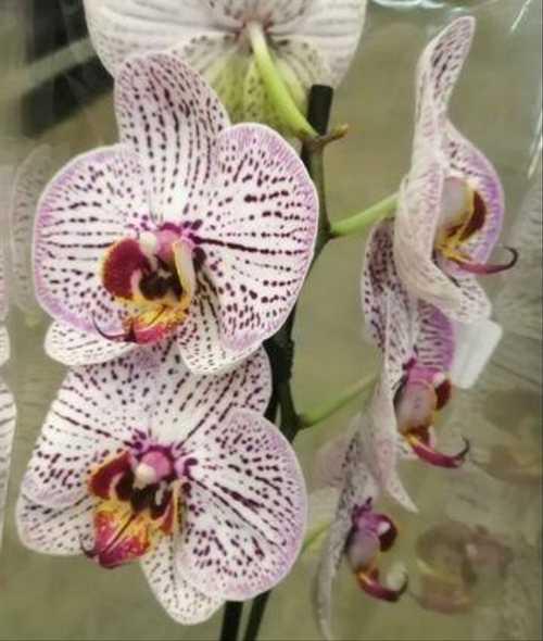 Фаленопсис гибрид 744 орхидея