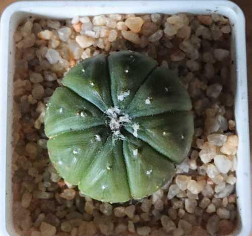 Кактус Astrophytum Asterias Nudum