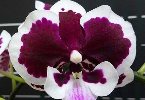 Орхидея Phal. I-Hsin Fantastic Pearl '510'