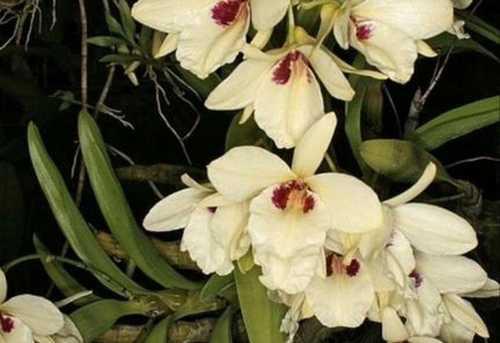 Орхидея Дендробиум albosanguineum