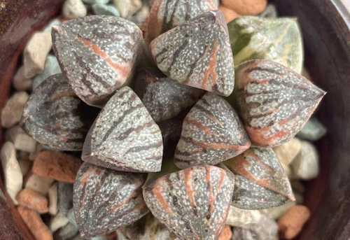 Haworthia variegata коллекционные хавортии