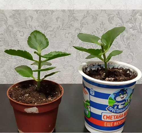 Каланхое цветущий