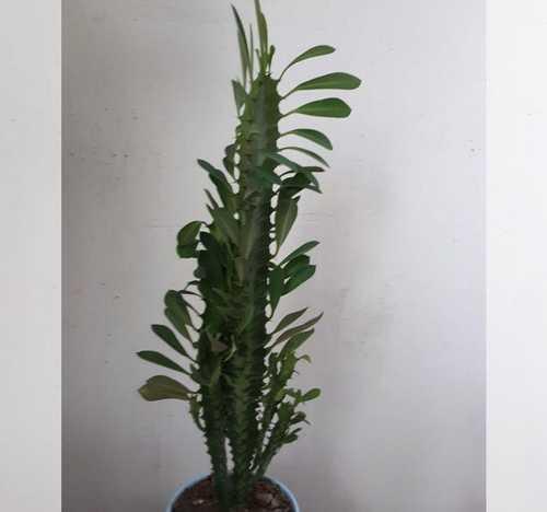 Кактус молочай трехгранный (Euphorbia trigona)