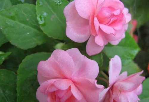 Бальзамин махровый нежно розовый