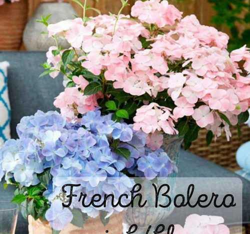 French Bolero Pink/Blue Гибридная гортензия