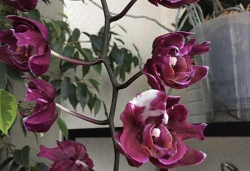 Орхидея Каменная роза бабочка
