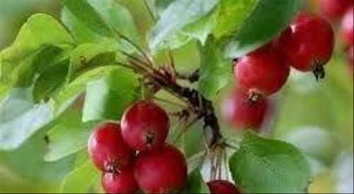 Высадок Яблони райское яблочко красное отправка от