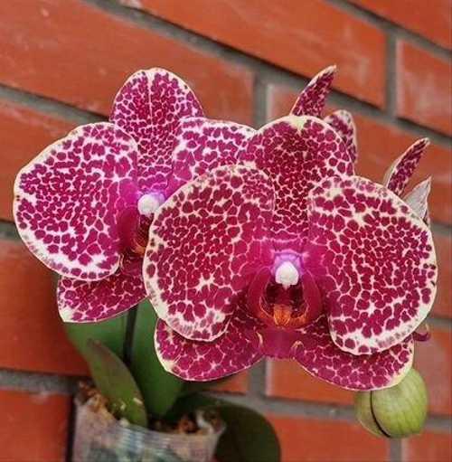 Орхидея фаленопсис В15 Phal. OX Red Sesame