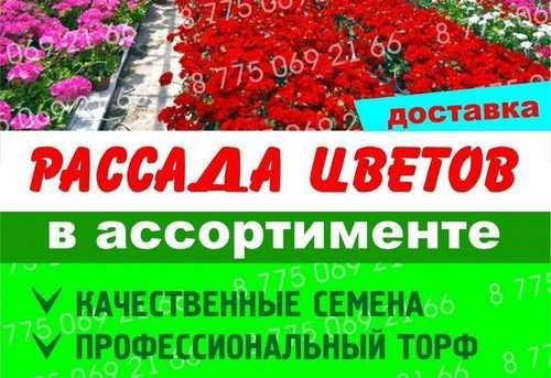 Рассада цветов петуния