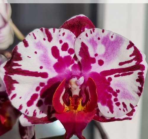 Орхидея Dtps.(Chian Xen Pearl x Sogo Cabin)