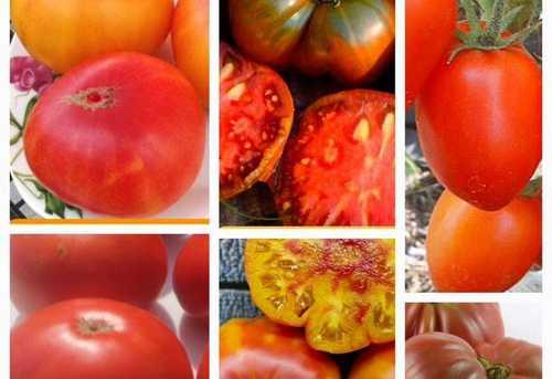 Набор низкорослых томатов гномов