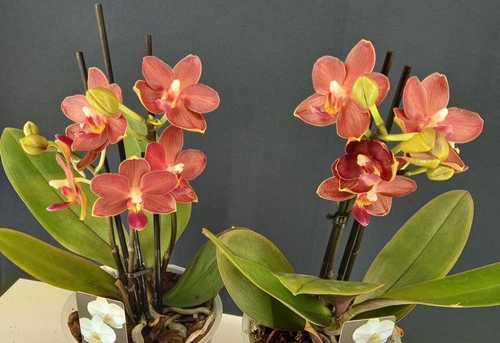 Орхидея фаленопсис Sogo Red Star