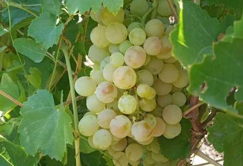 Саженцы винограда восторг