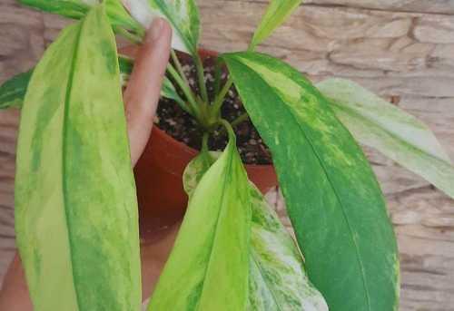 Антуриум Vittarifolium var